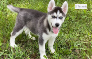 Pawrade Puppy Finder Review - Is It Reliable? - iReviews